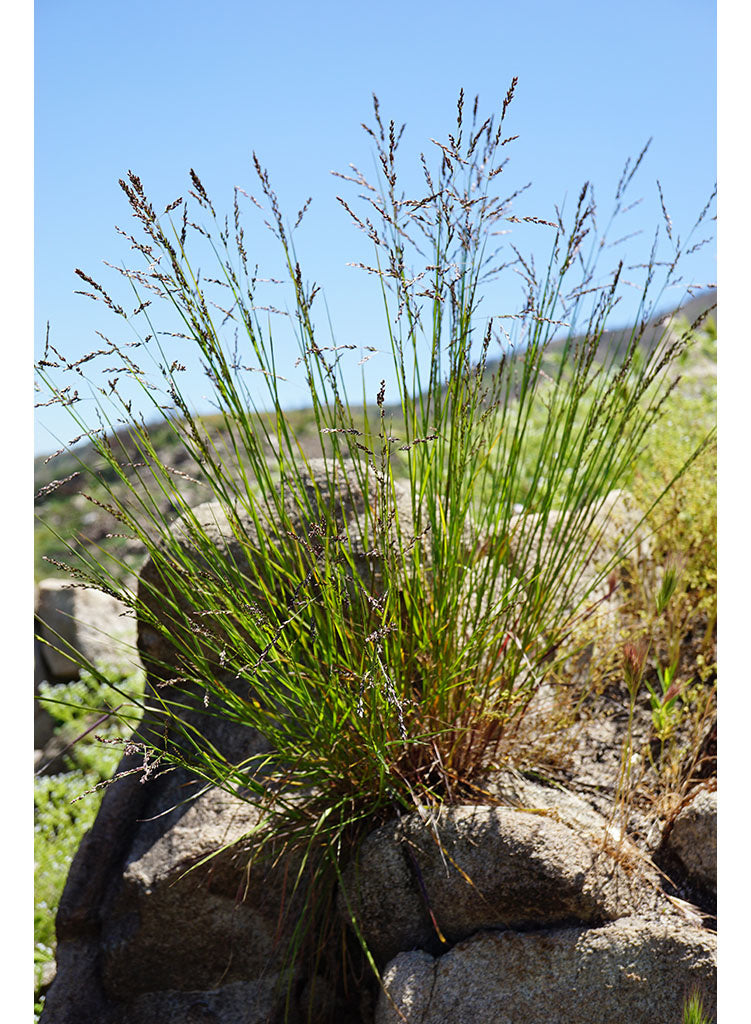 Melica imperfecta - Small-flowered Melic (Seed) – Theodore Payne Foundation